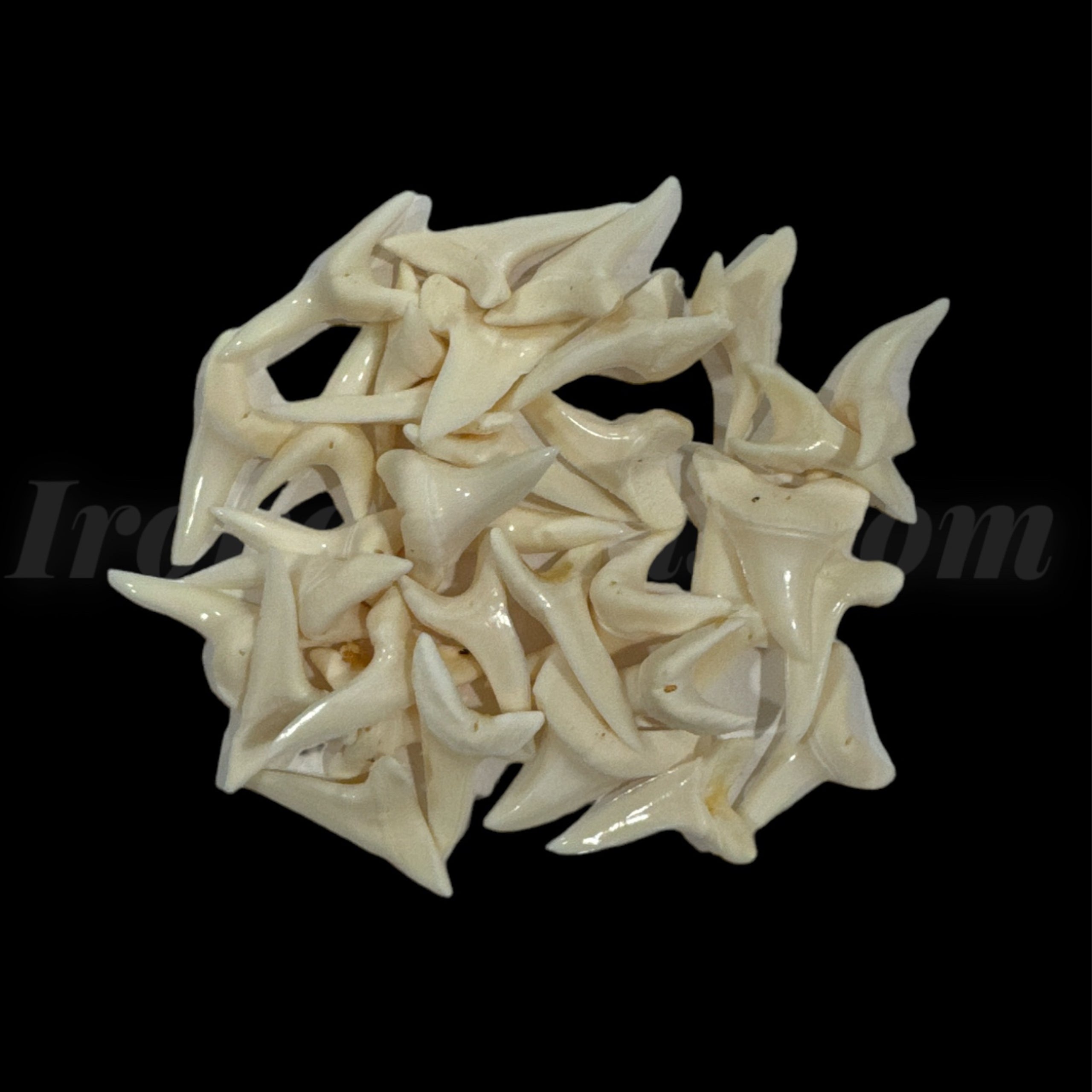 Colmillo de tiburon / shark teeth | Botanica Iroko Farms